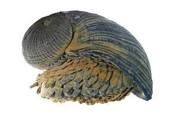 Scaly Foot Gastropod The Snail With An Iron Fist Foot Featured Creature