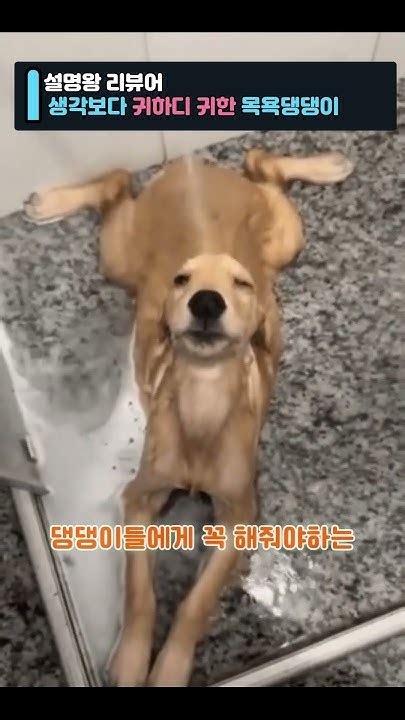 생각보다 귀하디 귀한 목욕댕댕이 Youtube