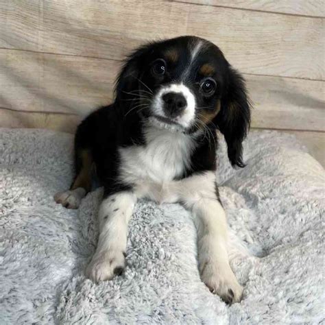 Miniature Australian Shepherdcavalier King Charles Spaniel Puppy For