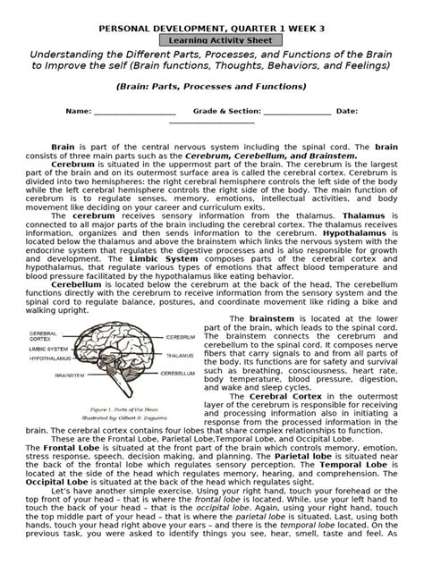 Perdev Las3 Pdf Cerebrum Central Nervous System