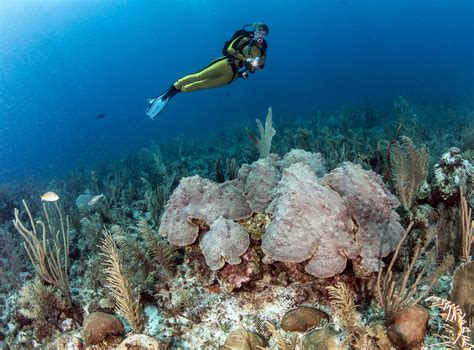 Belize Diving Trips The Best Dive Sites And Resorts Holidays