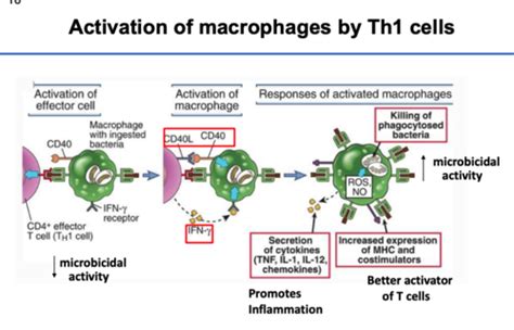 L6 Effector Mechanisms Of T Cell Mediated Immunity Flashcards Quizlet