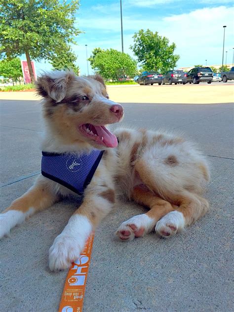 When Is A Mini Aussie Full Grown Size Age Fully Grown Artofit