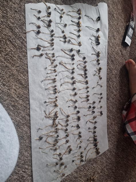 Help Do These Look Like Libs Rmagicmushroomsuk