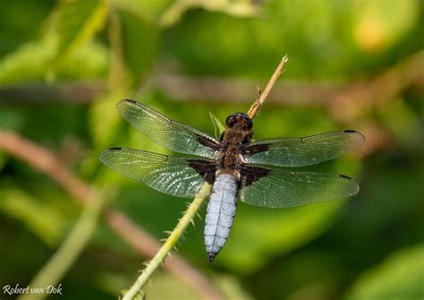 Foto Van De Dag 1018 Is Van Robert Van Dok Cranendonck24
