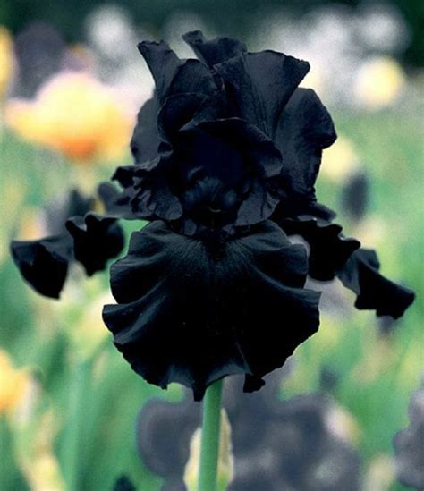 🔥 Black Magic Bearded Iris 🔥 R Pics
