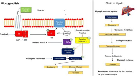 Glucogenólisis Jesús David Andrade Ysea Udocz