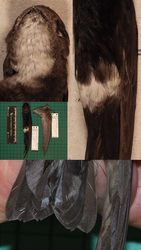 First Record Of House Swift Apus Nipalensis In The Americas