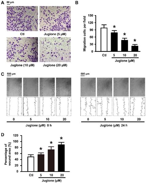 Juglone Inhibits The Migration Of U251 Cells U251 Cells Were Treated