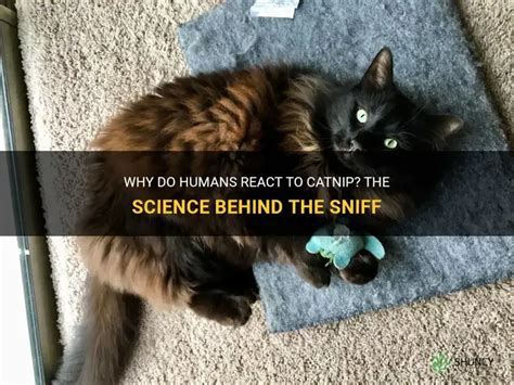 why do humans react to catnip the science behind the sniff shuncy