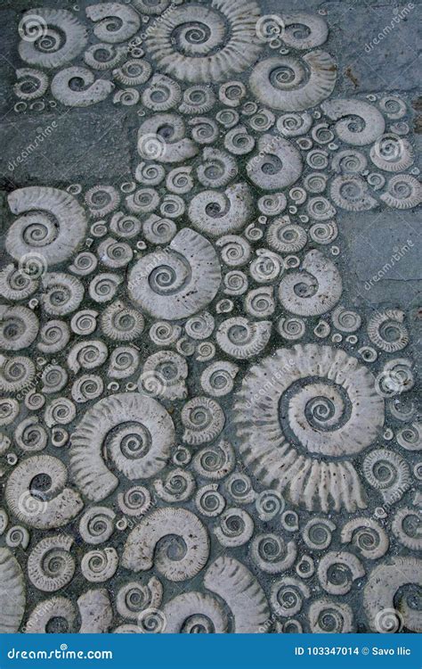 Stone Fossil Background Texture Stock Image 61039981