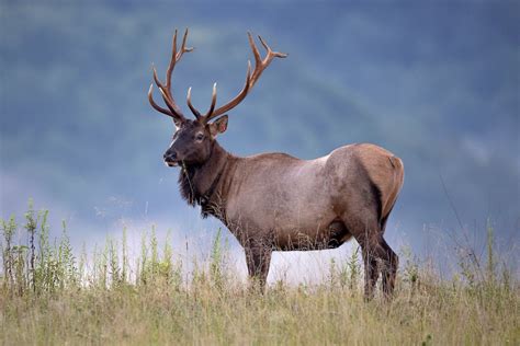 How Do Wolves Help To Determine How Long Elk Keep Their Antlers