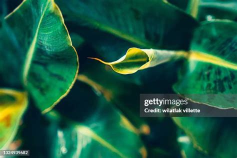 Banana Trunk Photos And Premium High Res Pictures Getty Images