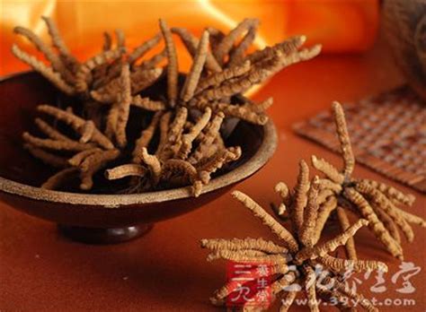 冬虫夏草菌粉的作用 发酵虫草菌粉有什么功效