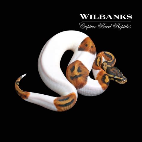 Piebald Smiley Face Ball Python By Wilbanks Captive Bred Reptiles