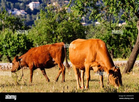 Ecosistemas De La Naturaleza Hi Res Stock Photography And Images Alamy