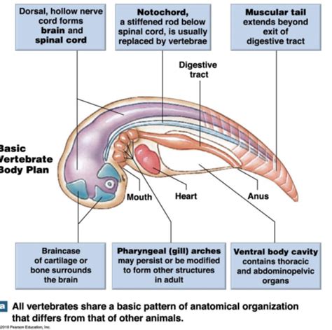 Chapter 1 Intro To Anatomy Flashcards Quizlet