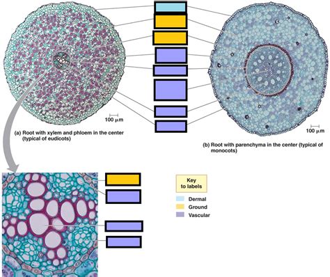 Root Diagram Ch Diagram Quizlet Root Diagram Ch Diagram Quizlet