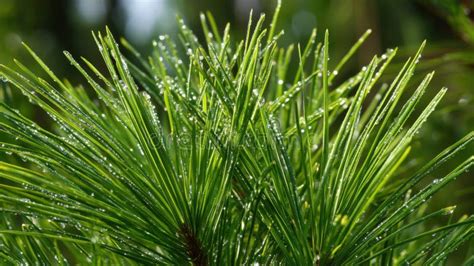Close Up Of Fresh Pine Needles A Detailed Close Up Of Picture Stock