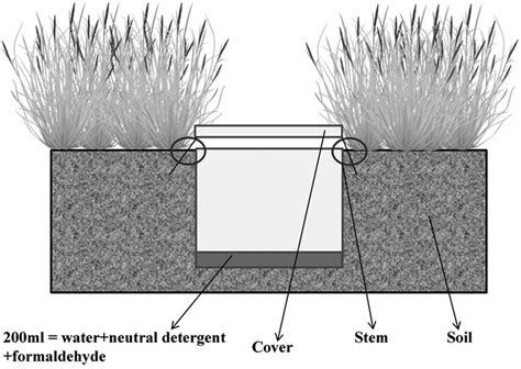 Schematic Representation Of Pitfall Traps Used To Collect Surface