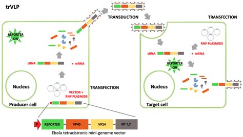 Transcription And Replication Competent Evlp Tr Evlp This System Is