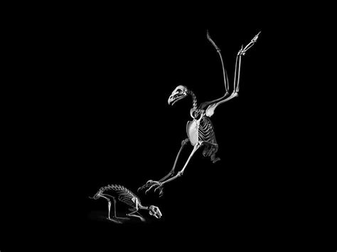 The Wrists Of Birds Reveal Evolution Undoing Itself Smithsonian