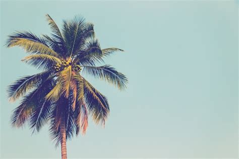 熱帯ヤシの葉 ベクター画像 無料ダウンロード