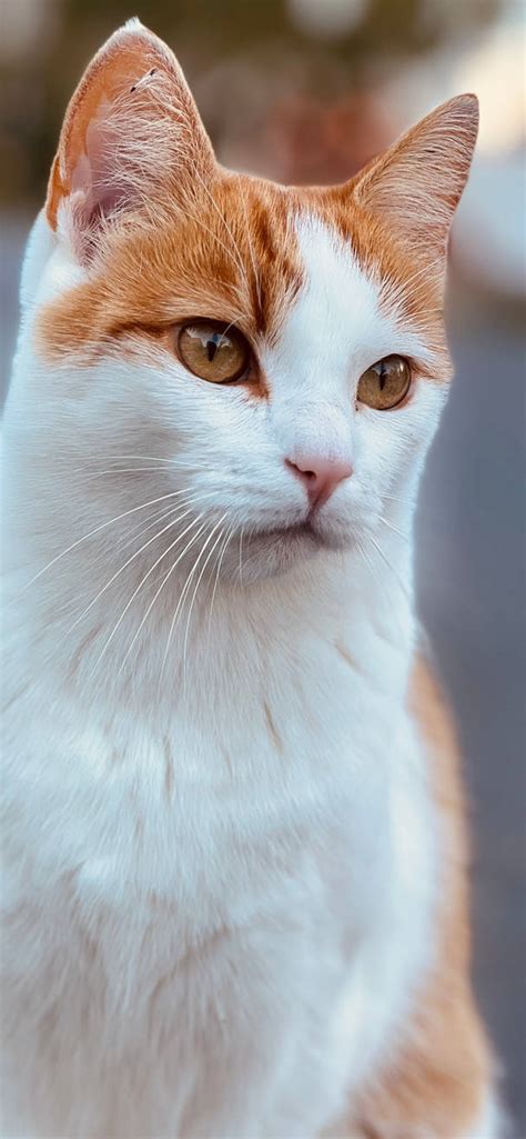 A Lovely Neighbor By Feergo1 On Deviantart