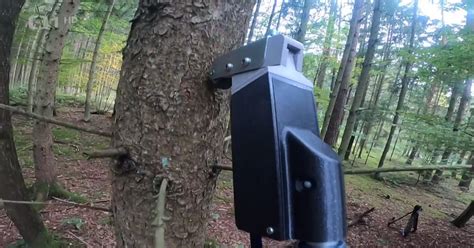 Czech Scientists Develop Probe To Help Fight Bark Beetle Infestation
