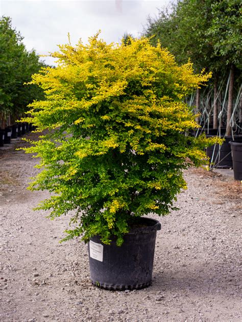 Ligustrum Sunshine Privet Sunshine Ligustrum Sinense Sunshine