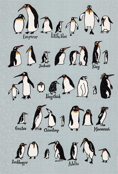 Life Of Penguins Penguin Species And Taxonomy