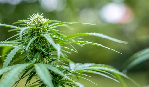 Racgp Doctors In The Dark About Medicinal Cannabis Research