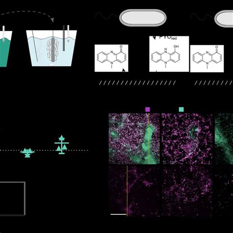 Eet Impacts Cell Survival And Biofilm Morphology A Schematic