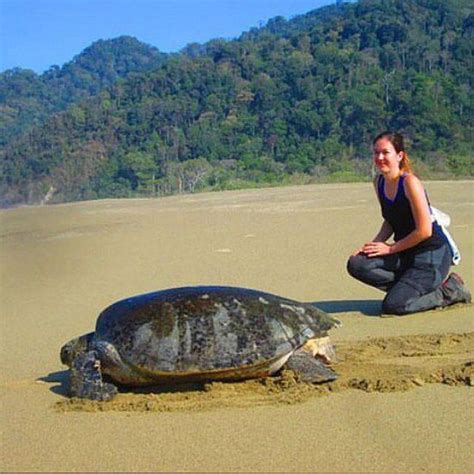 Surabaya 4 Days Mt Bromo Ijen And Sukamade Turtle Drop Bali