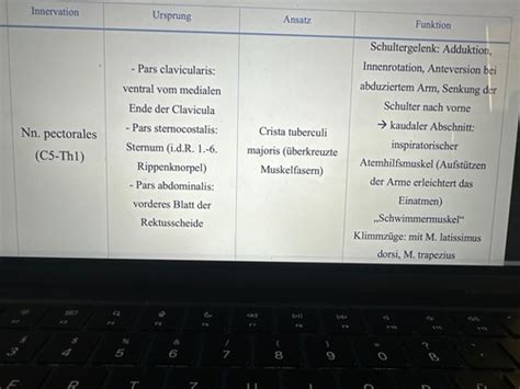Muskeln Flashcards Quizlet