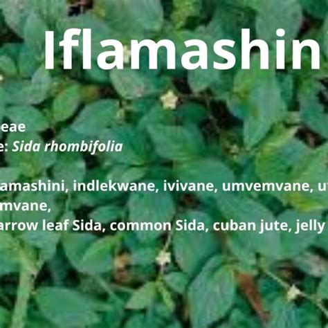 Ilumbo Imithi Yesintu