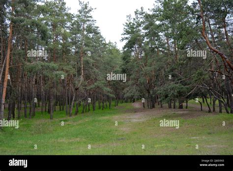 Green Interesting And Mysterious Pine Deciduous Forest With Old Large