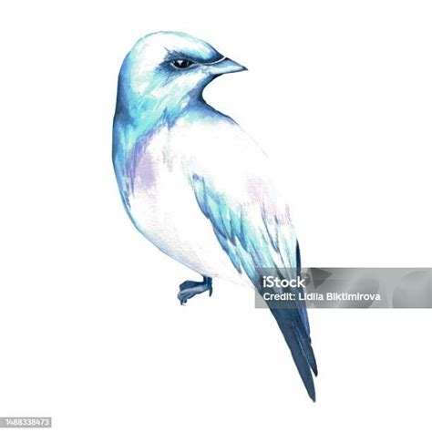 수채화 요소 집합입니다 숲의 새 꽃 주니퍼 엽서와 디자인을 위한 장미 엉덩이 갈색에 대한 스톡 벡터 아트 및 기타 이미지 갈색 귀여운 깃털 Istock