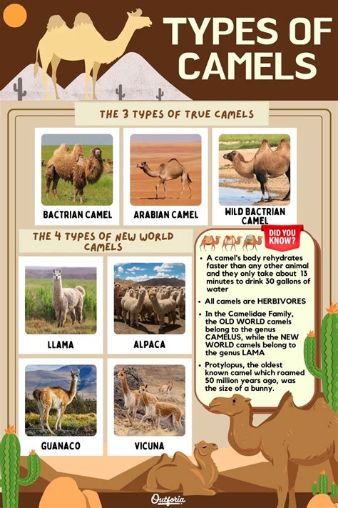 The 7 Types Of Camels From The Desert To The Andes