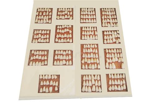 Artificial Teeth Samples For Shape And Color For Denture Stock Image