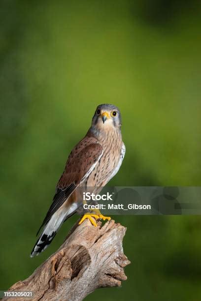 얼룩 덜 룩 한 녹색 자연 배경에 스튜디오 설정에서 Kestrel Falco Tin누누의 멋진 초상화 갈고리 발톱에 대한 스톡