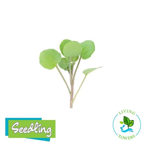 Tower Garden Ready Watercress Seedling Living Towers Florida Keys