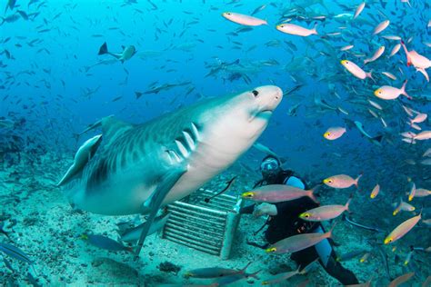 Scuba Diving And Fiji Shark Dive Beqa Lagoon Resort