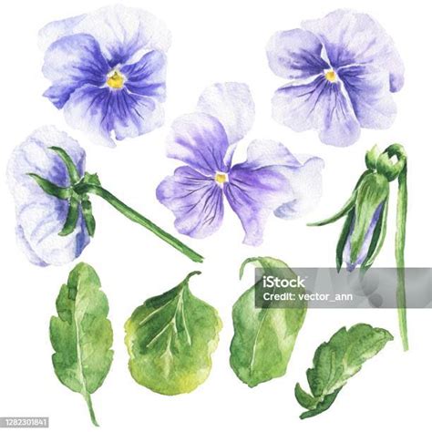 手繪水彩花白色背景隔離植物插圖向量圖形及更多一組物體圖片 一組物體 三色紫羅蘭 俄羅斯 Istock