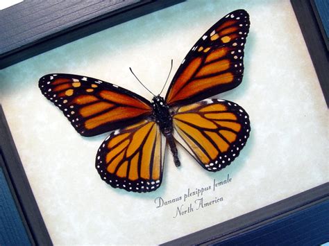Framed Monarch Butterfly Danaus Plexippus Female