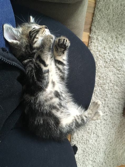 Man Gave Kitten A Home And The Kitty Replaced His Personal Space With Cuddles Love Meow