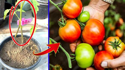 एक पौधे पर 25 किलो टमाटर पाने का अनोखा तरीका How To Grow Lots Of
