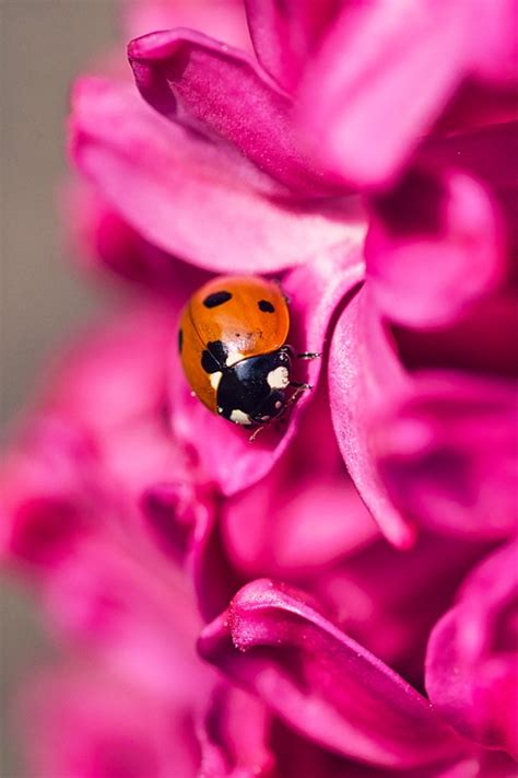 Ladybug Insect Beetle Free Photo On Pixabay Pixabay
