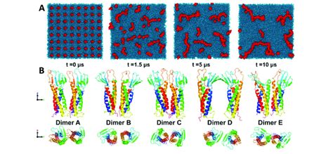 Self Assembly Claudin 5 Coarse Grained Molecular Dynamics Simulations
