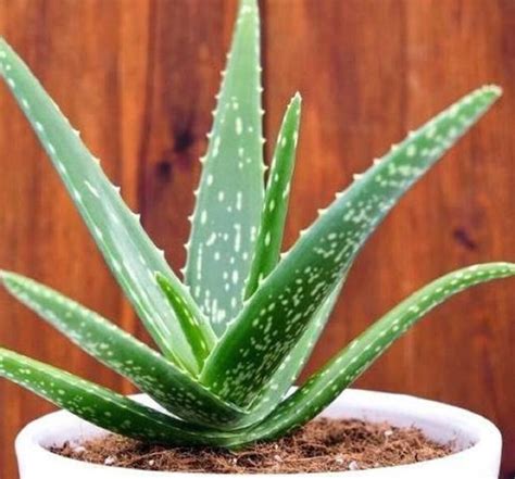 Aloe Vera Una Planta Decorativa Y Beneficiosa Para Tu Salud